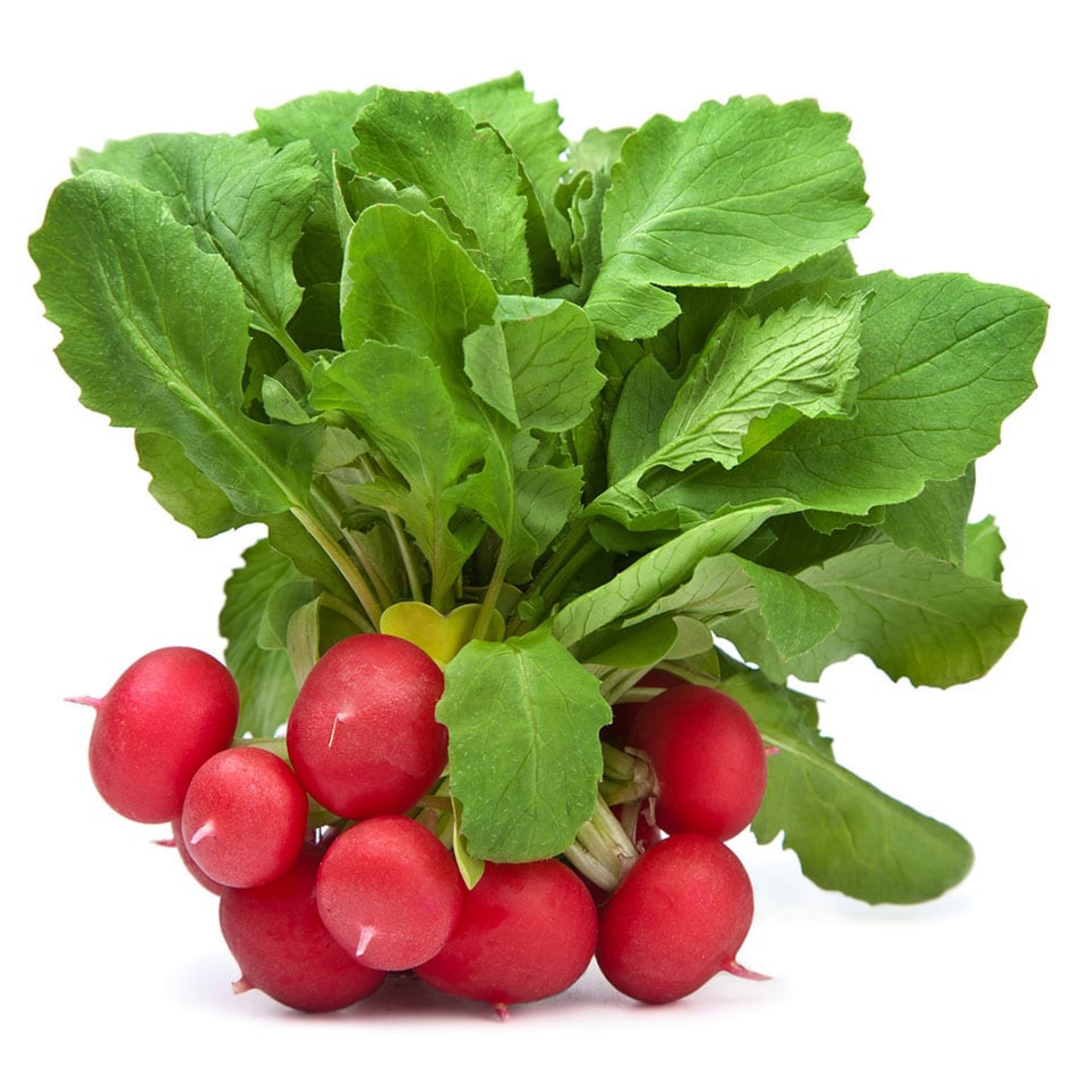 Rabanito 250 g. pack - LaVegaApp.cl